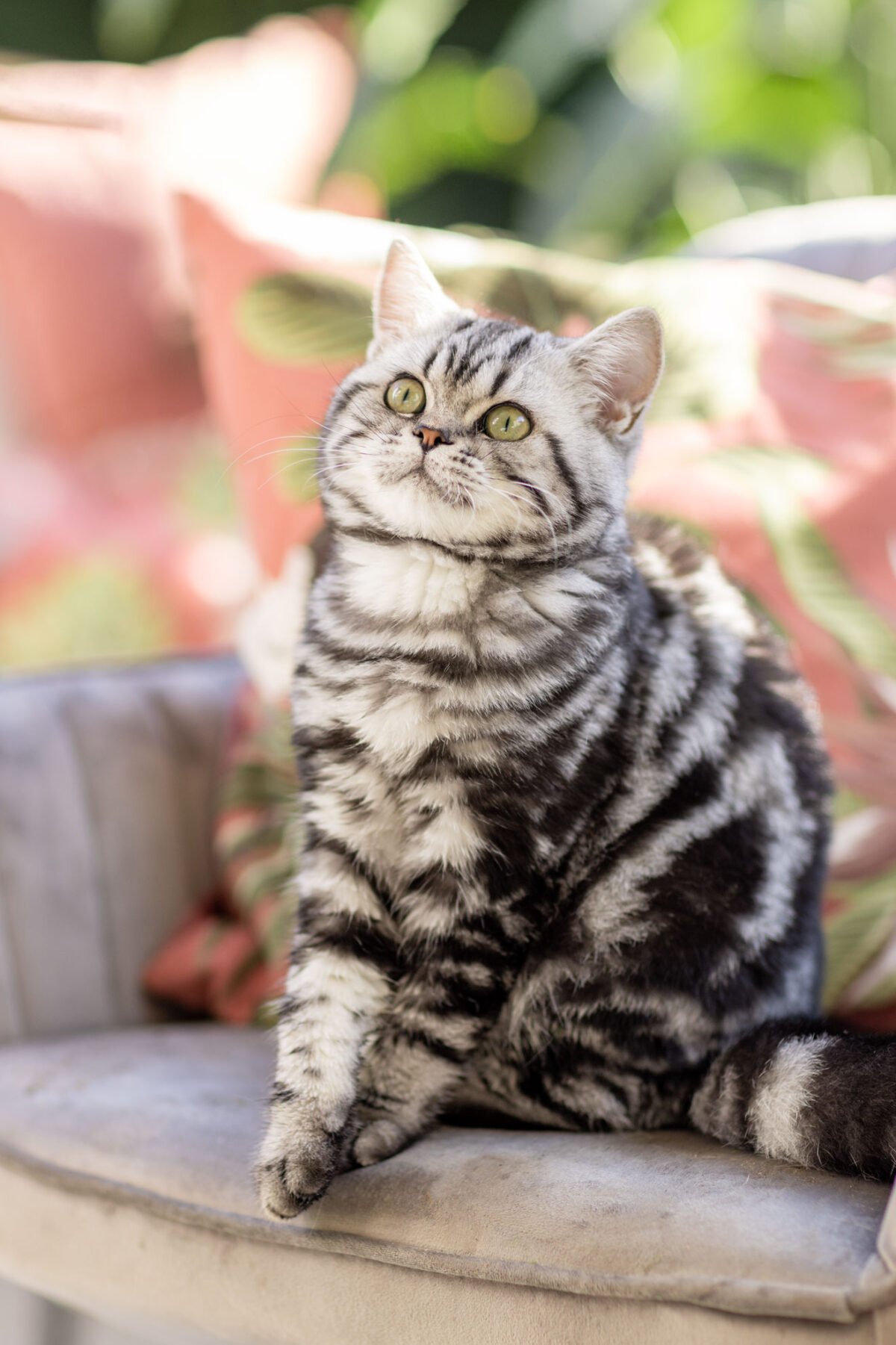 Wissenswertes-Rasseportrait BKH – British Shorthair Cats
